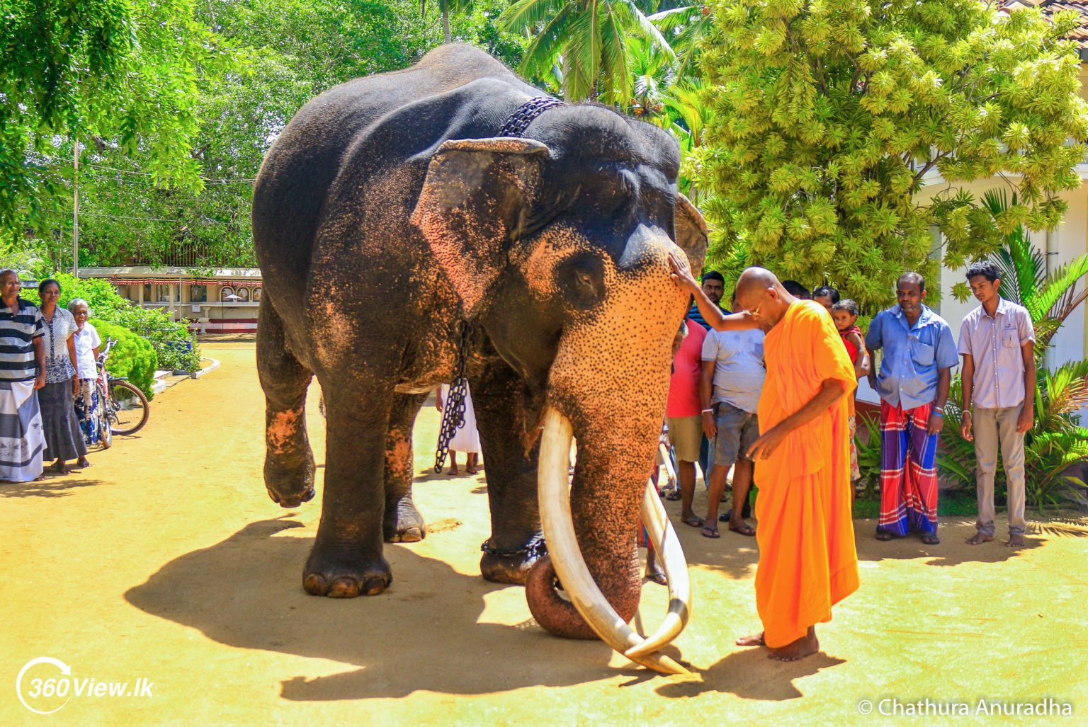 Nadungamuwa Raja Tusker - The Tallest Tamed Tusker - 360view.lk